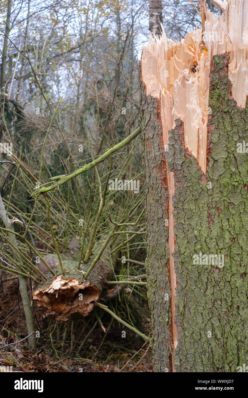 Sturmschaden fichte -Fotos und -Bildmaterial in hoher Auflösung – Alamy