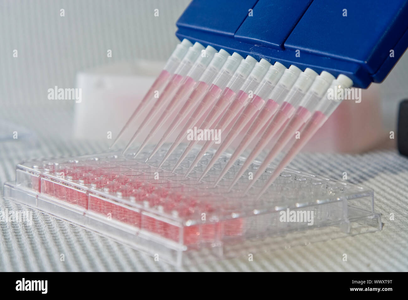 Blue multi-kanal Pipette für das Pipettieren von einer 96-Well-Platte ...