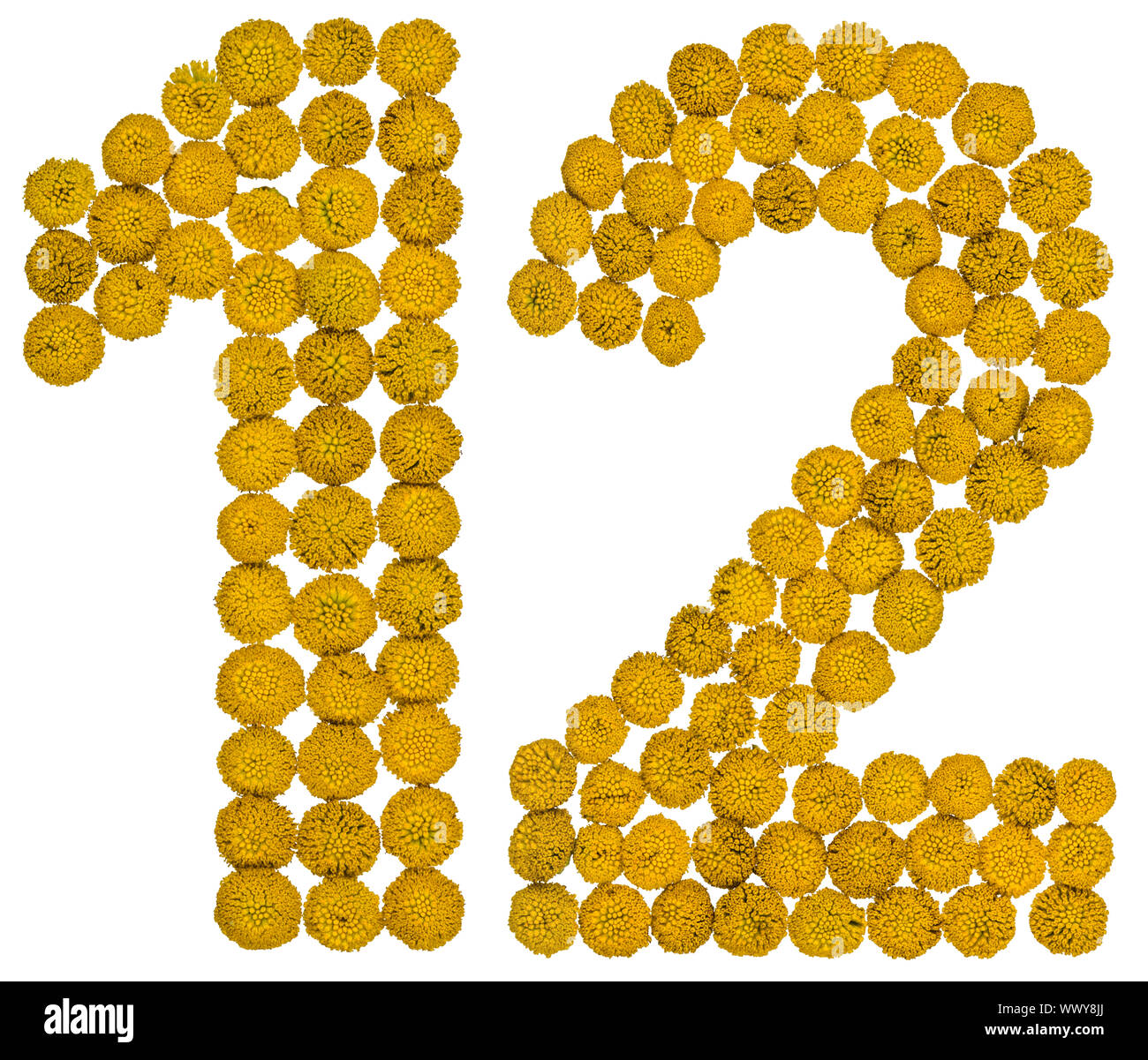 Arabische Zahl 12, zwölf, von gelben Blumen der Rainfarn, auf weißem ...