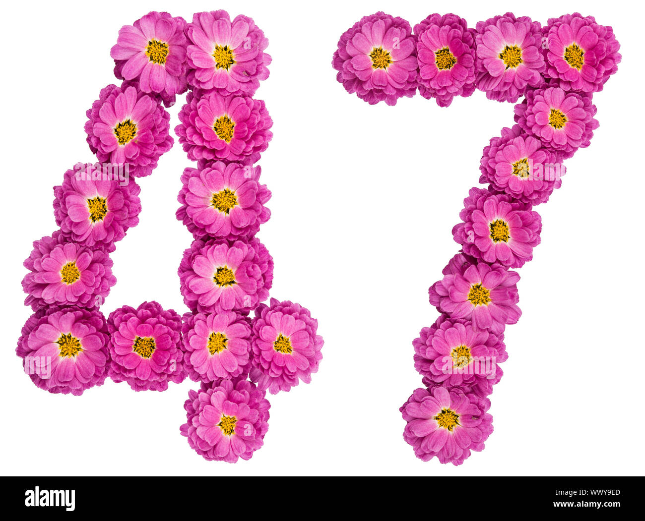 Arabische Zahlen 47, 47, von Blumen der Chrysantheme, auf weißem ...