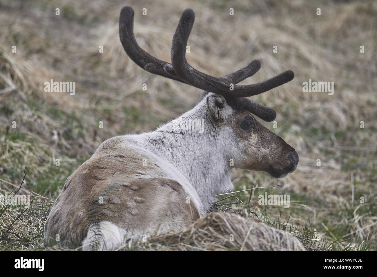 Europäische Rentiere Stockfotos und -bilder Kaufen - Alamy