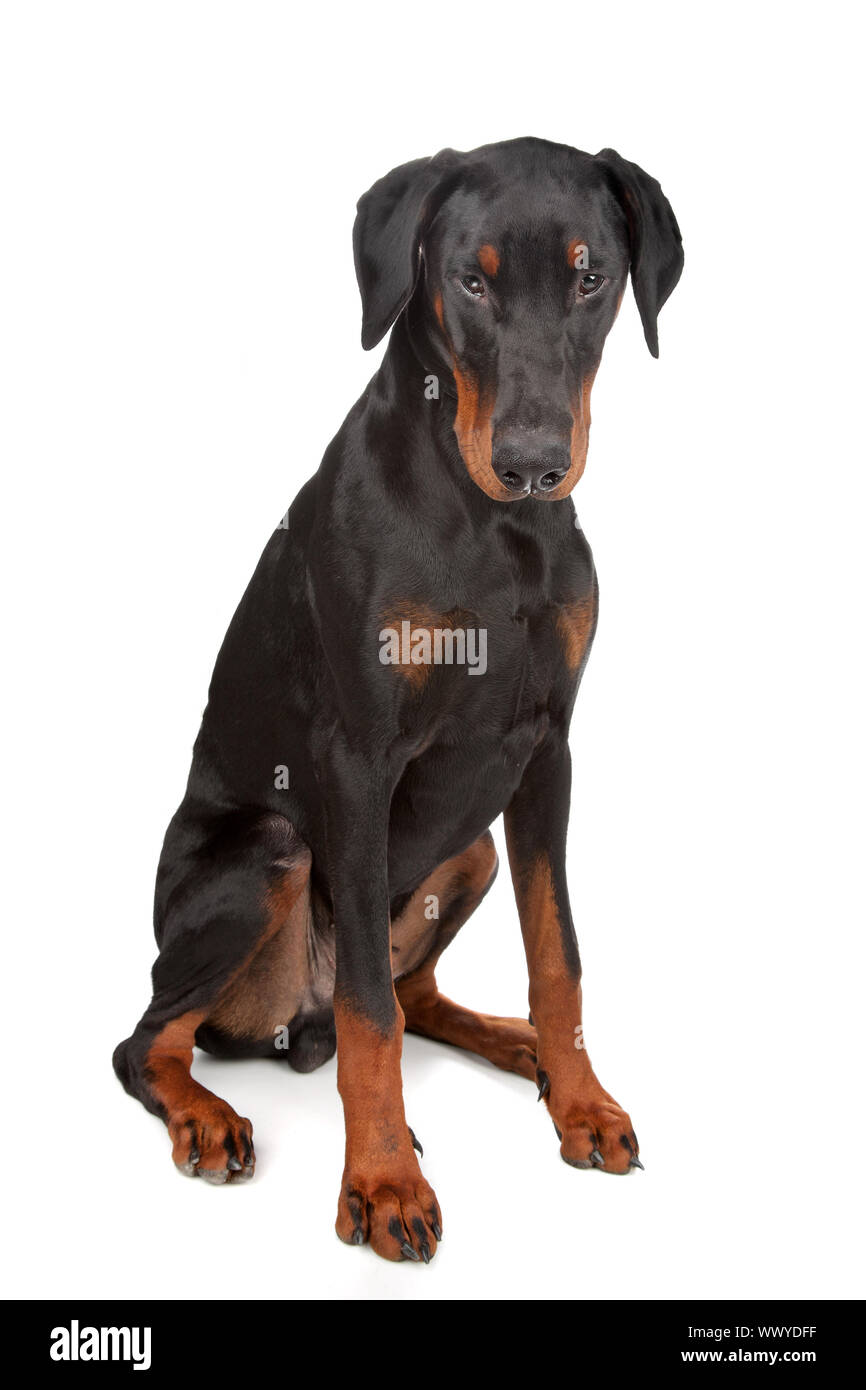 Doberman pinscher isolated on white -Fotos und -Bildmaterial in hoher ...