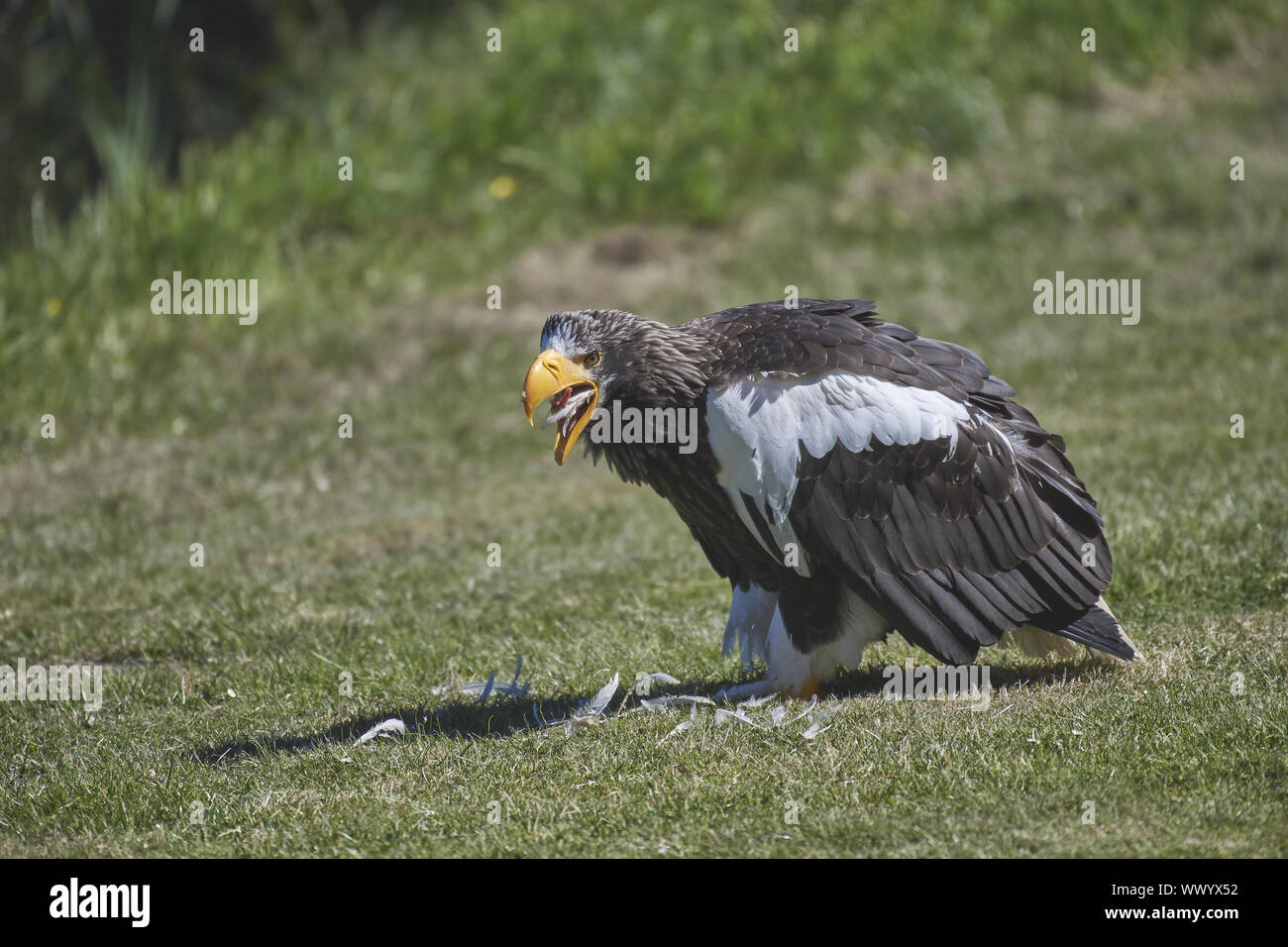 Der adlerschnabel -Fotos und -Bildmaterial in hoher Auflösung – Alamy