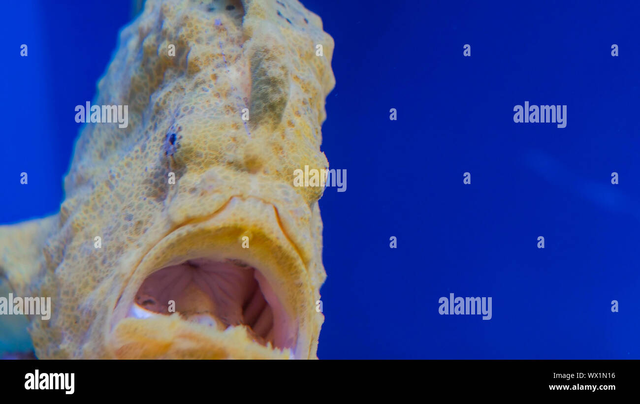 Offener mund des haifischs -Fotos und -Bildmaterial in hoher Auflösung ...