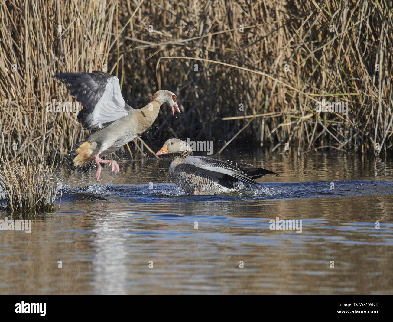 Die nilgans -Fotos und -Bildmaterial in hoher Auflösung – Alamy