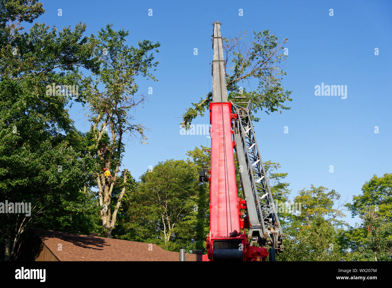 Ein riesiger Kran entfernen von Teilen eines großen Kranken elm in ...