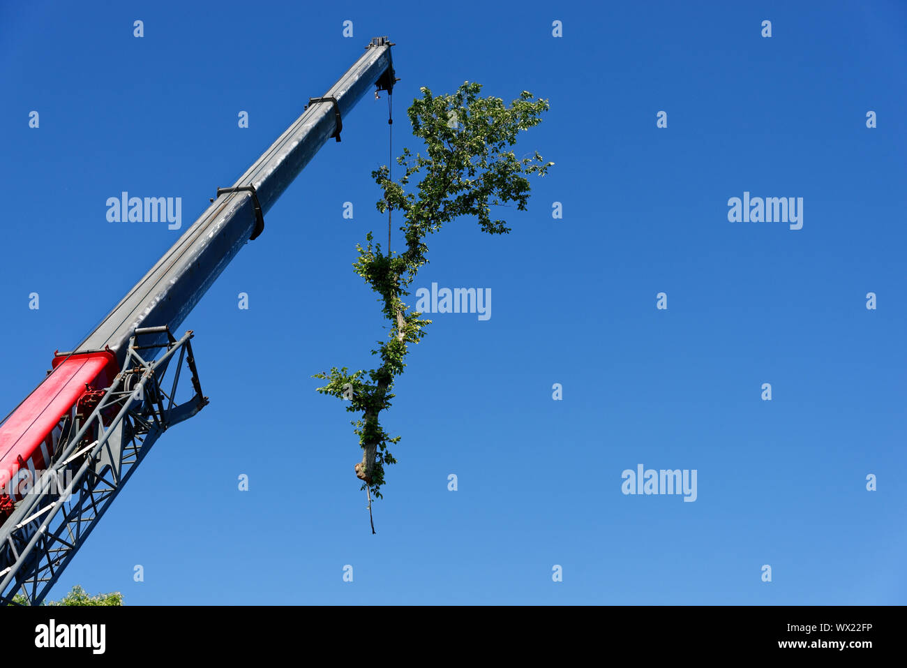 Ausgewachsenen baum entfernen -Fotos und -Bildmaterial in hoher ...