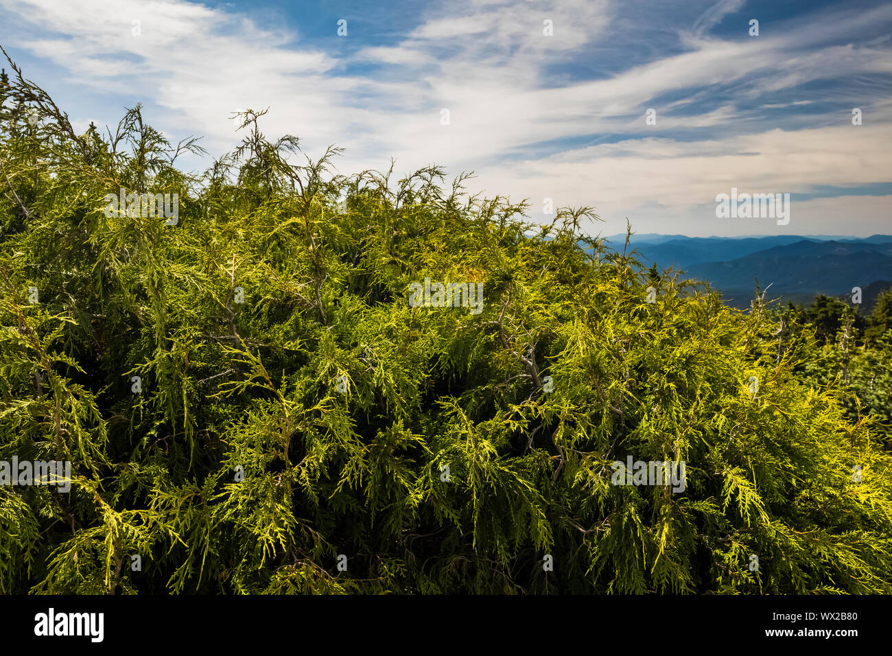Alaska gelbe zeder -Fotos und -Bildmaterial in hoher Auflösung – Alamy