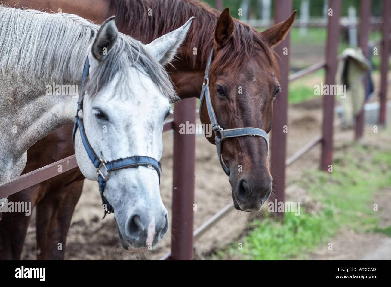 Zwei Pferde im Stall Stockfotografie - Alamy