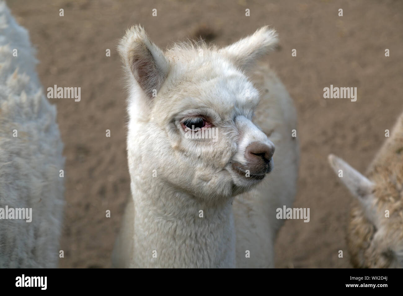 Lama Baby Stockfotos und -bilder Kaufen - Alamy