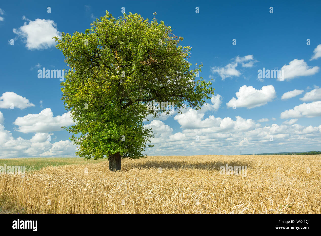Large deciduous tree -Fotos und -Bildmaterial in hoher Auflösung – Alamy