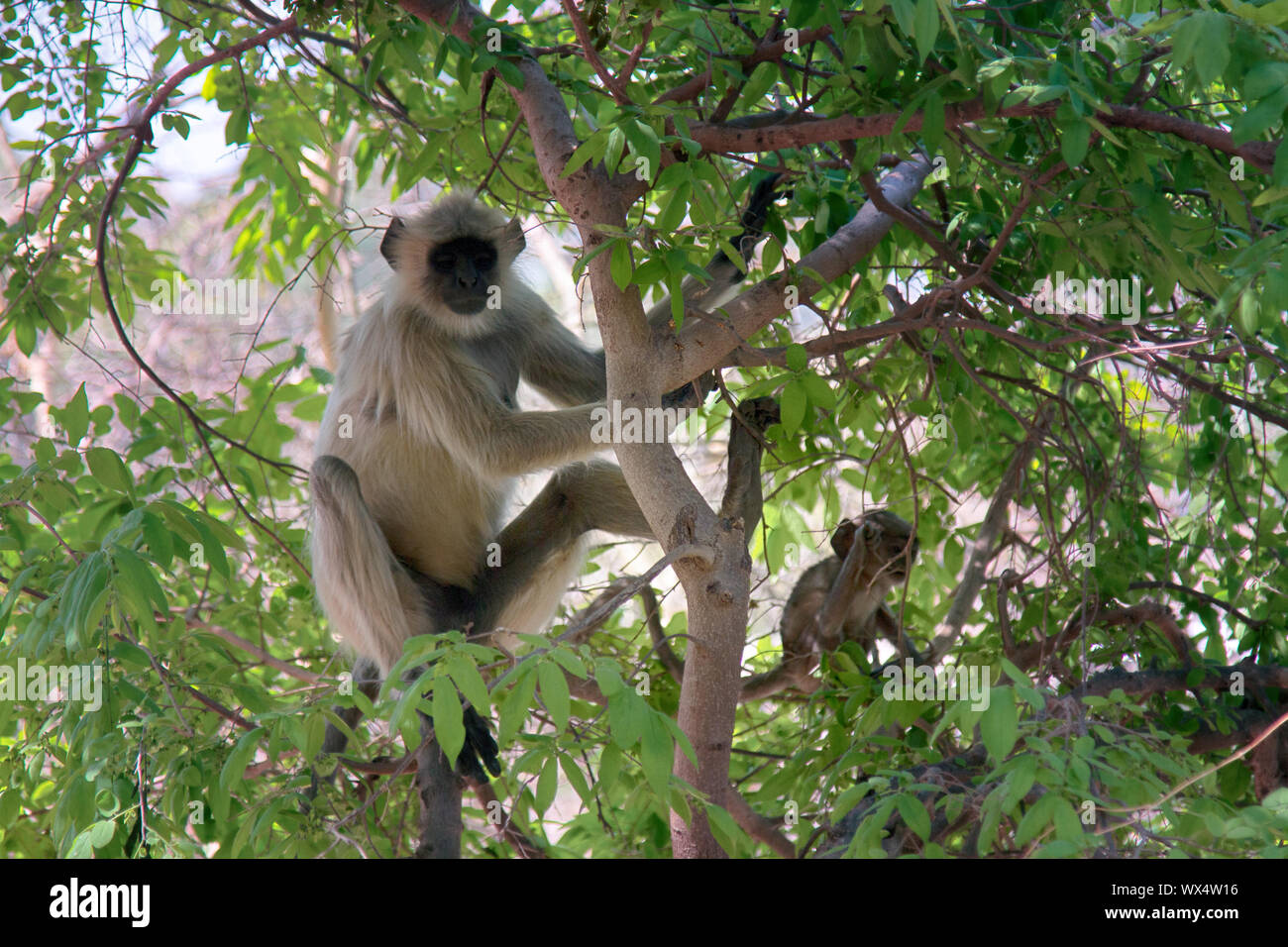 Flexible animals -Fotos und -Bildmaterial in hoher Auflösung – Alamy