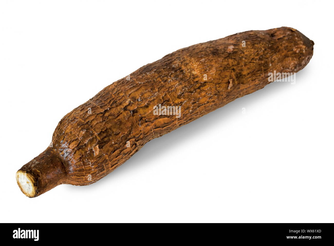 Maniok Manihot Stockfotos und -bilder Kaufen - Alamy