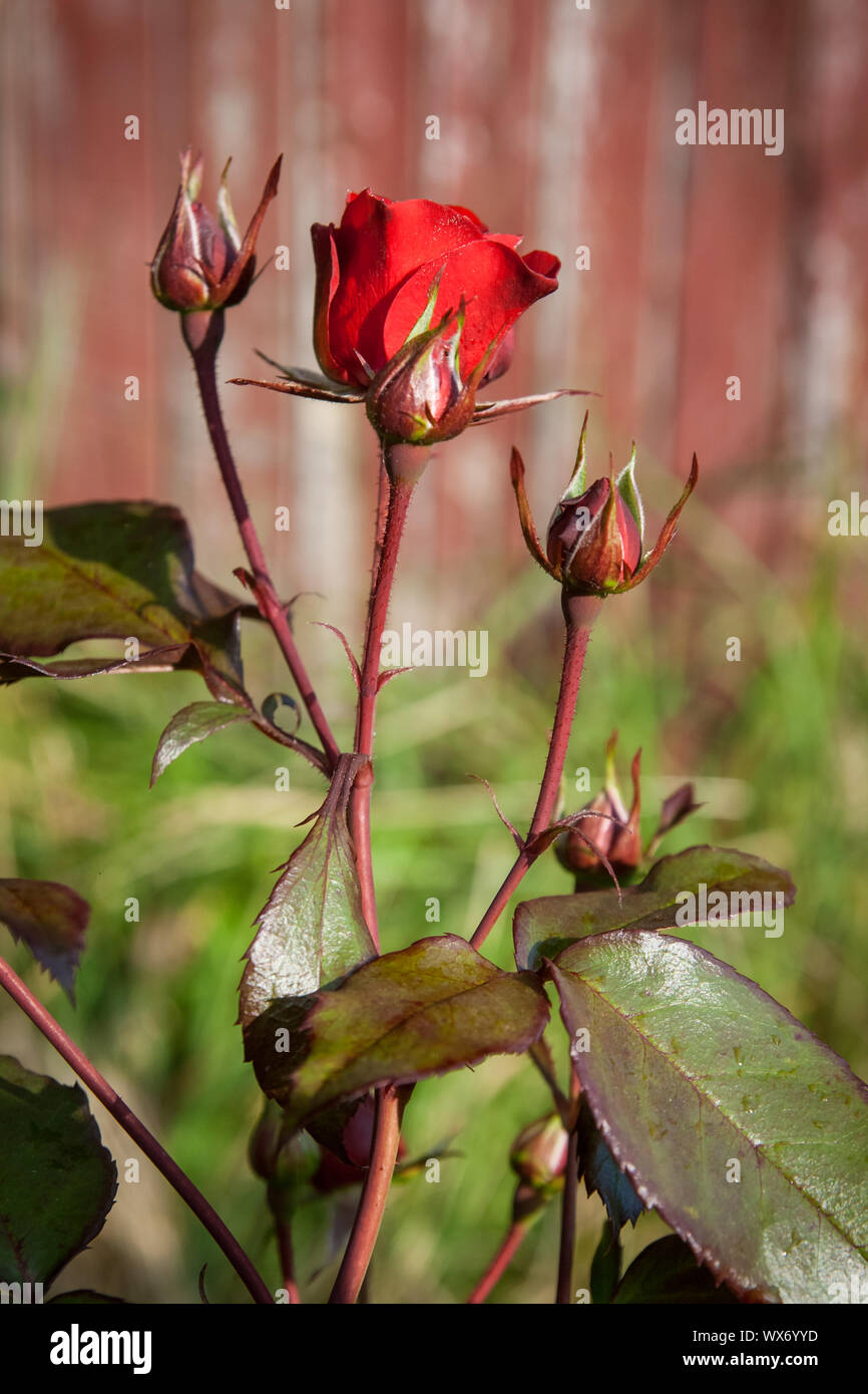 Garten muster -Fotos und -Bildmaterial in hoher Auflösung – Alamy