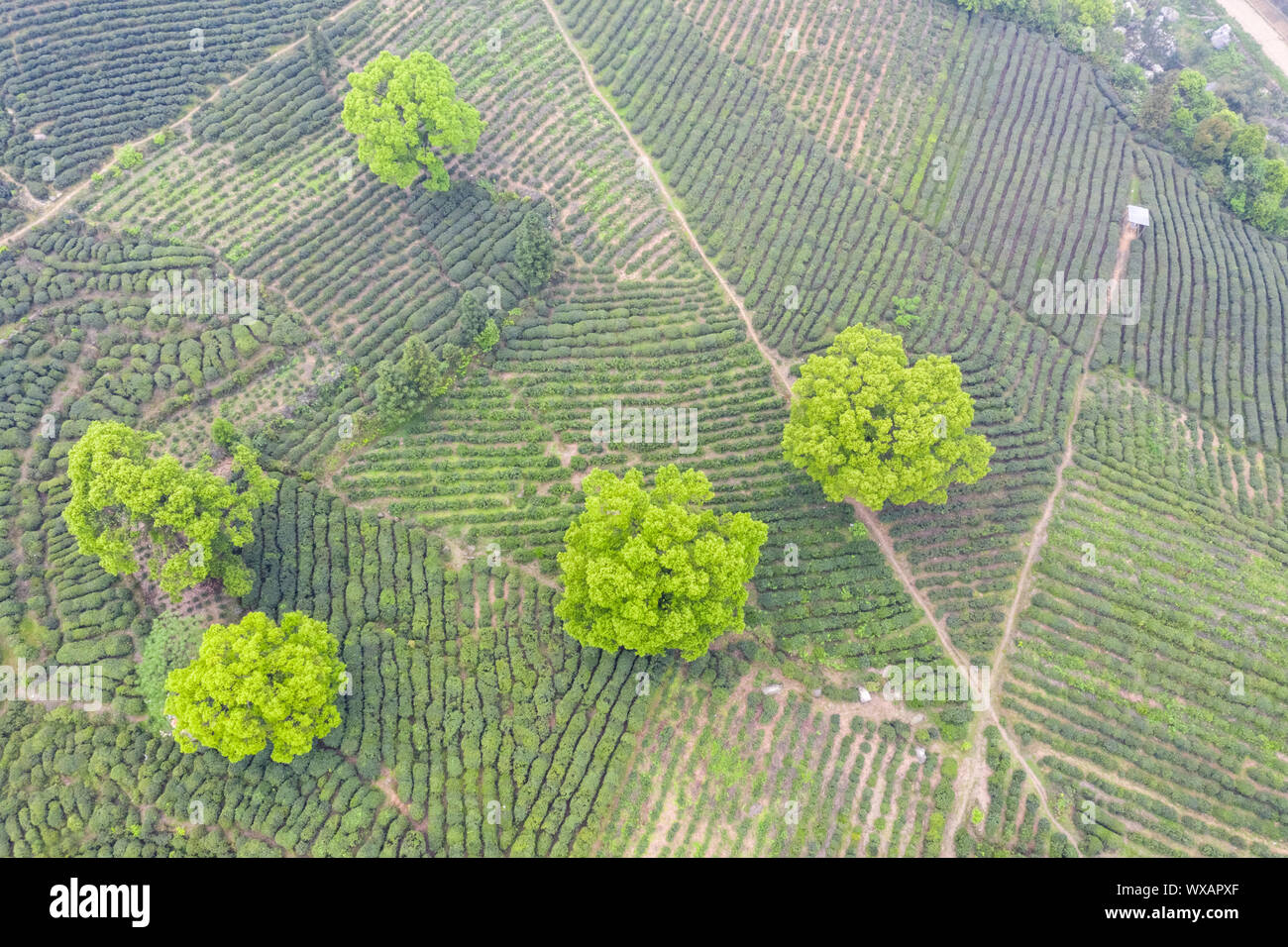 Wilde plantage -Fotos und -Bildmaterial in hoher Auflösung – Alamy