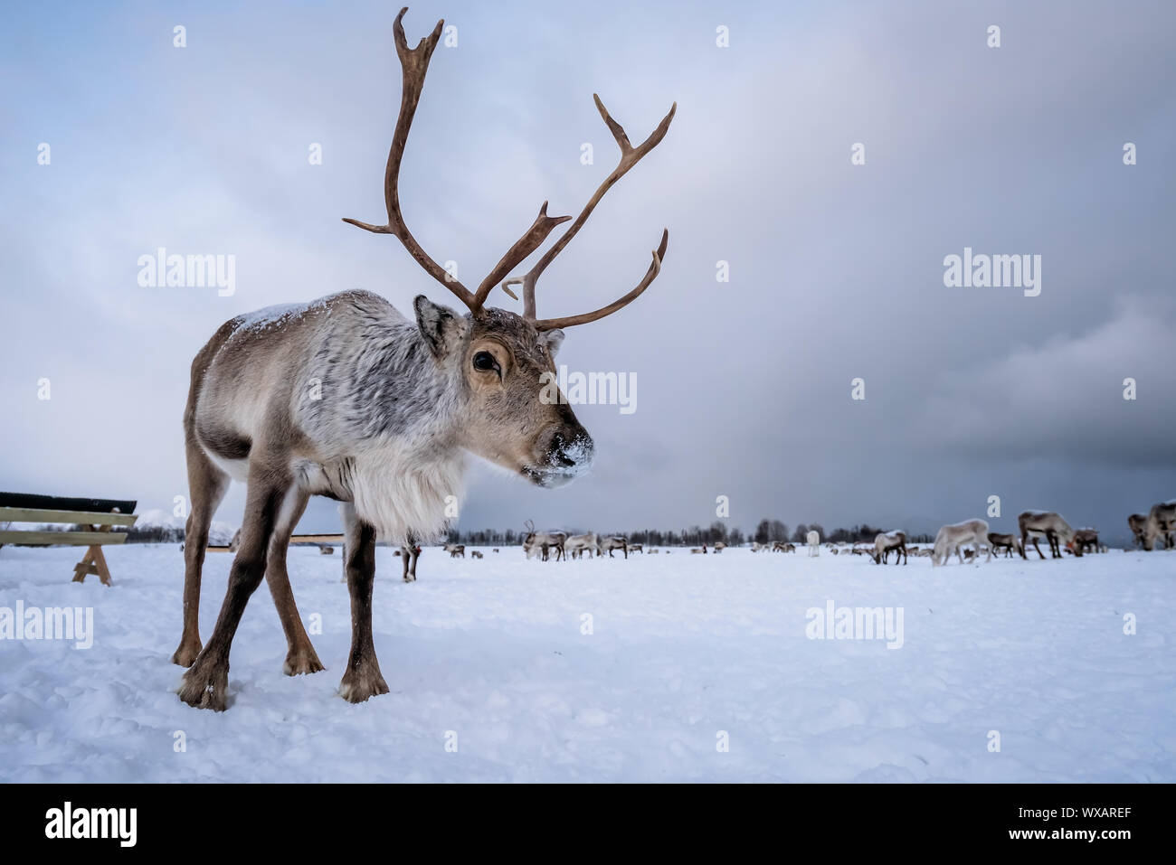Massive geweihe -Fotos und -Bildmaterial in hoher Auflösung – Alamy