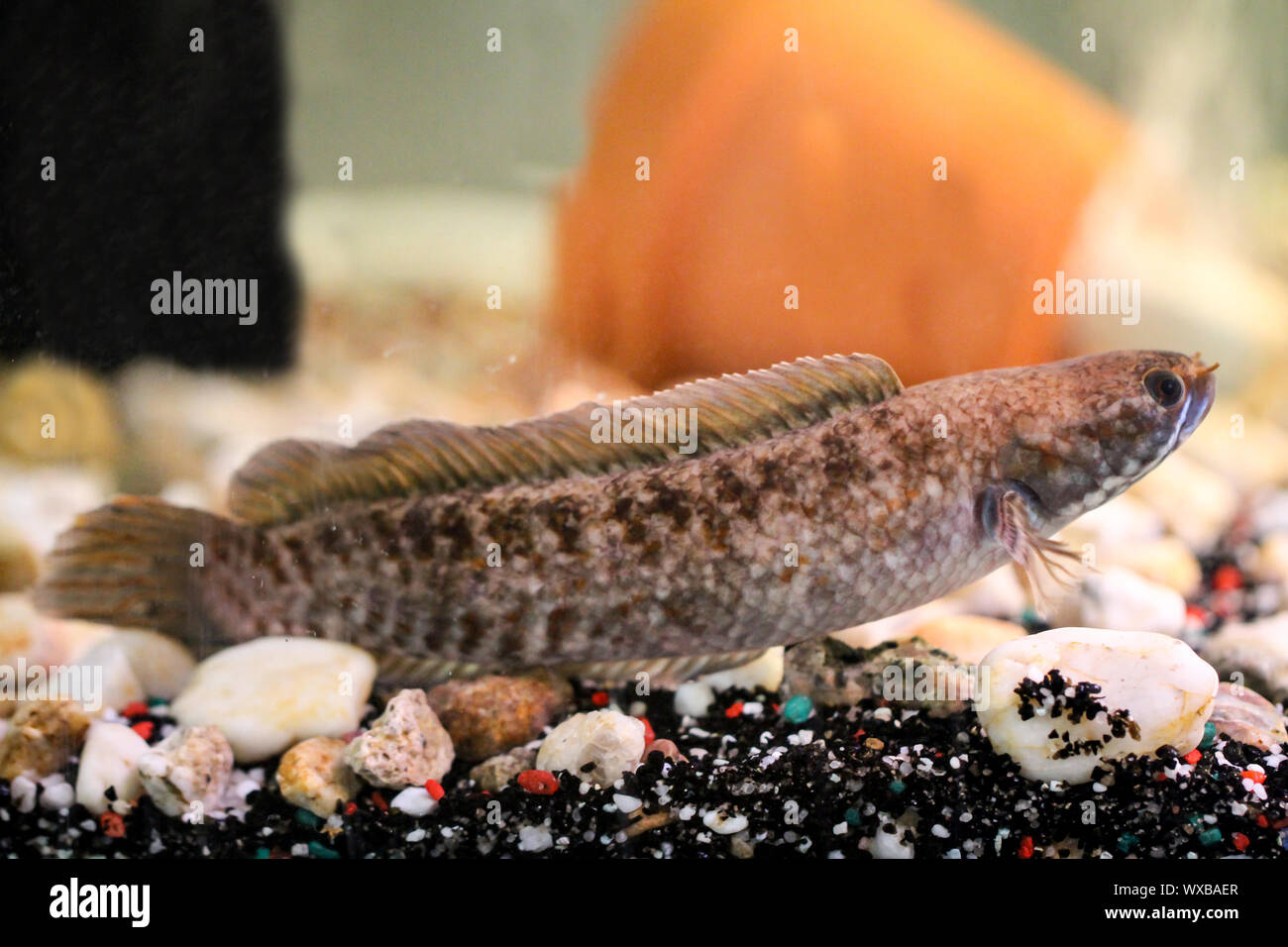 Detail einer Schlamm-Kopf Fische im Aquarium Stockfotografie - Alamy