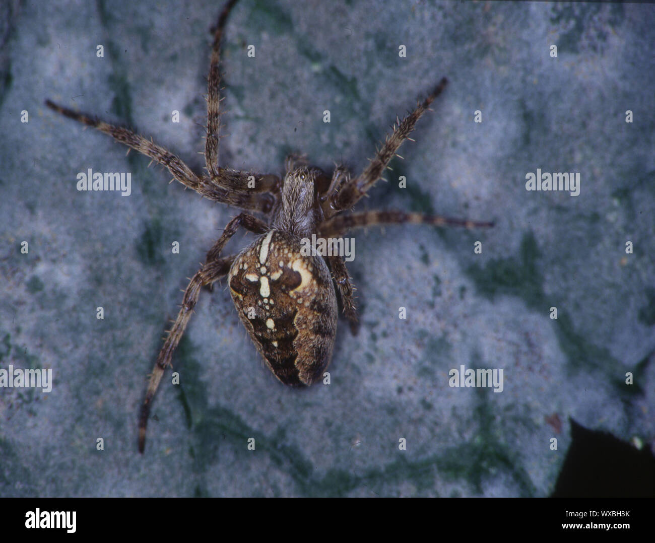 Haarige tiere -Fotos und -Bildmaterial in hoher Auflösung – Alamy