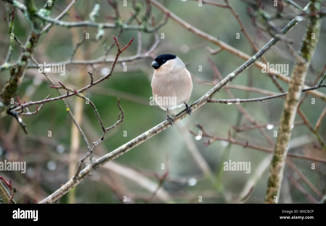 Brauner dompfaff -Fotos und -Bildmaterial in hoher Auflösung – Alamy
