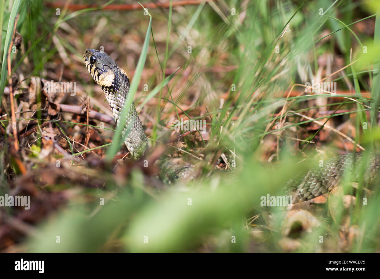 Ringelnatter (Aka Wasserschlange; Natrix Natrix Stockfotografie - Alamy