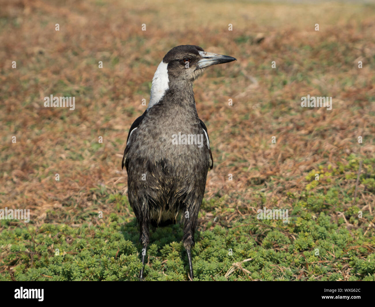 White backed magpie -Fotos und -Bildmaterial in hoher Auflösung – Alamy