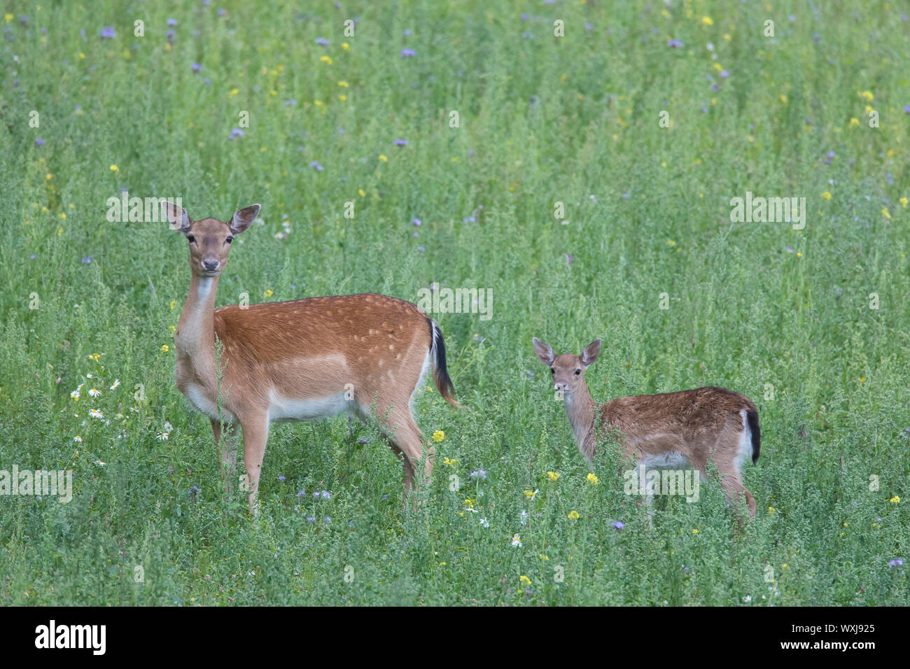 Damwild, Rotwild (Cervus Dama Dama Dama). Reh mit Kitz auf einer Wiese ...