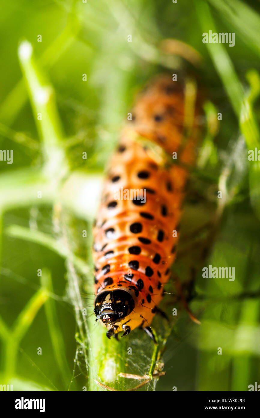 Caterpillar Waxworms sind die Larven von Wachs Motten Stockfotografie ...