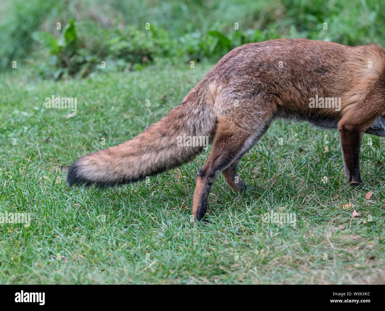 Rotfuchs tier buschigen schwanz -Fotos und -Bildmaterial in hoher Auflösung – Alamy