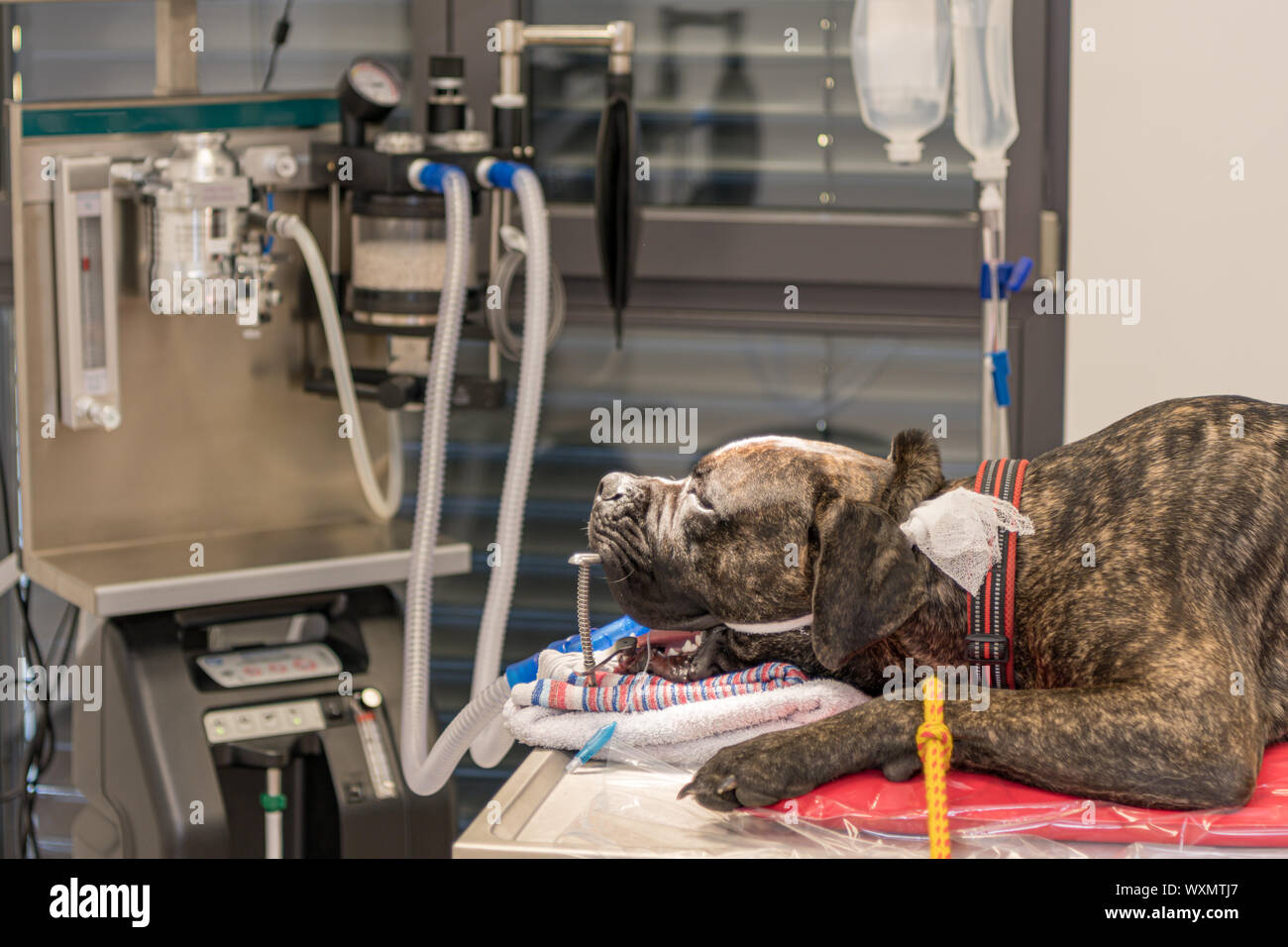 Endotracheal intubation -Fotos und -Bildmaterial in hoher Auflösung – Alamy