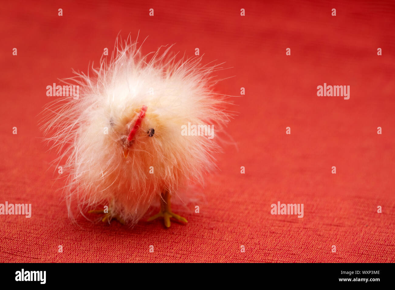 Lustiges huhn -Fotos und -Bildmaterial in hoher Auflösung – Alamy