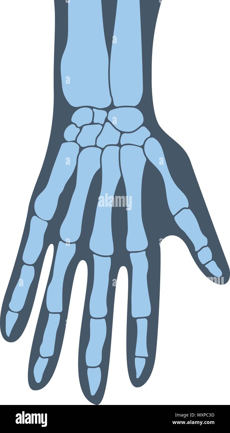 Knochen, der Hände, der Hand, die Struktur der Hände, Arme Anatomie der ...