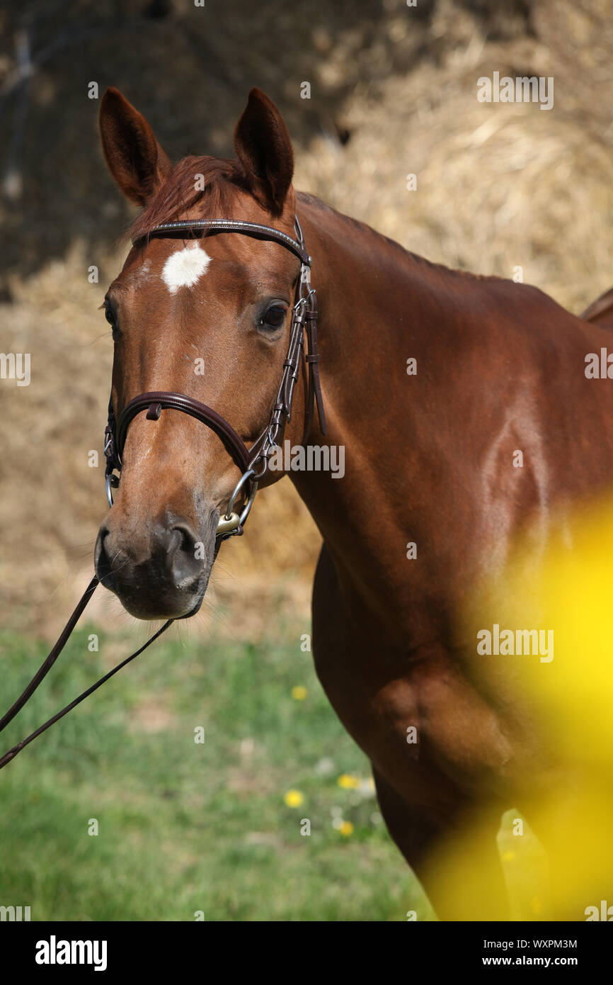 Stern auf zaumzeug -Fotos und -Bildmaterial in hoher Auflösung – Alamy