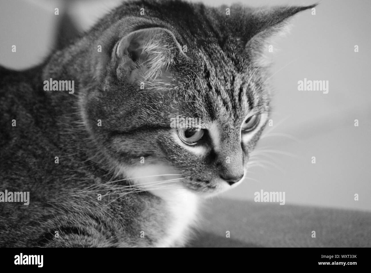 Katzen in Schwarz und Weiß Lilah Stockfotografie - Alamy