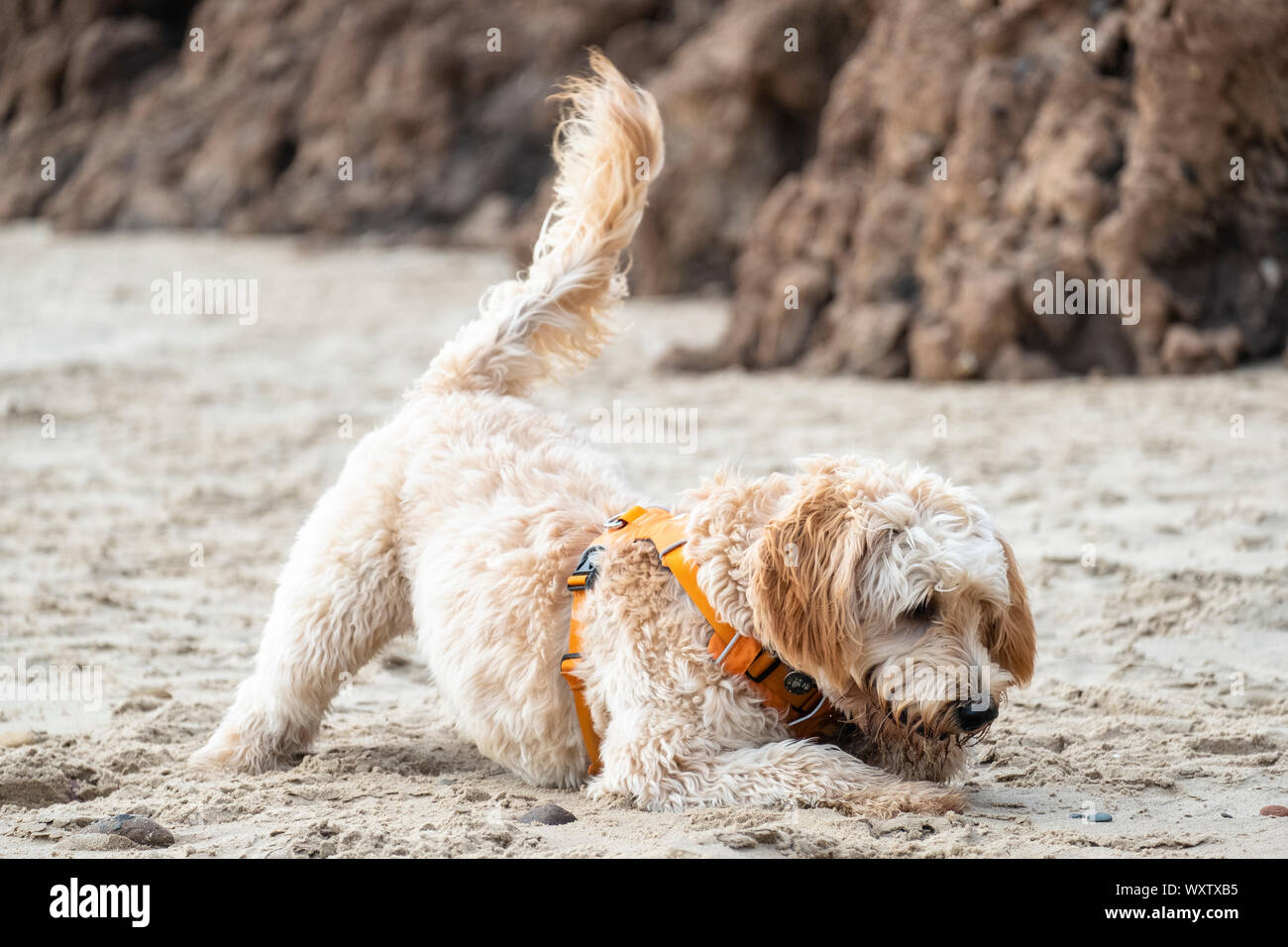 Glücklich, goldendoodle Hund trägt ein Kabelbaum spielt auf einem ...