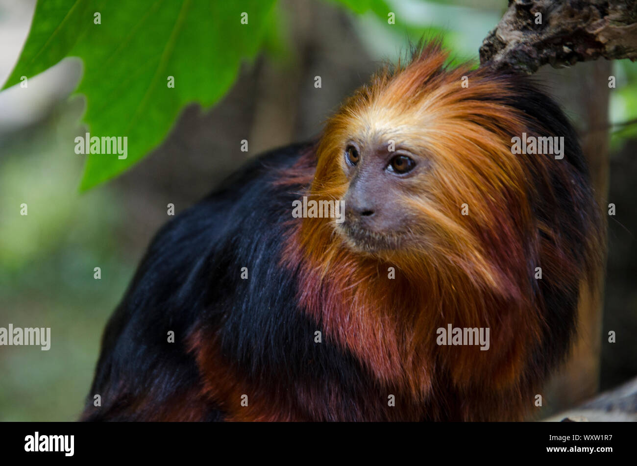 Affe mit roten haaren -Fotos und -Bildmaterial in hoher Auflösung – Alamy