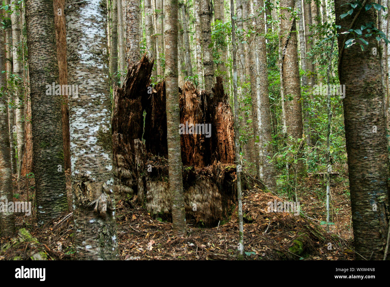 Wandern durch den Regenwald von Fraser Island, Queensland, Australien ...