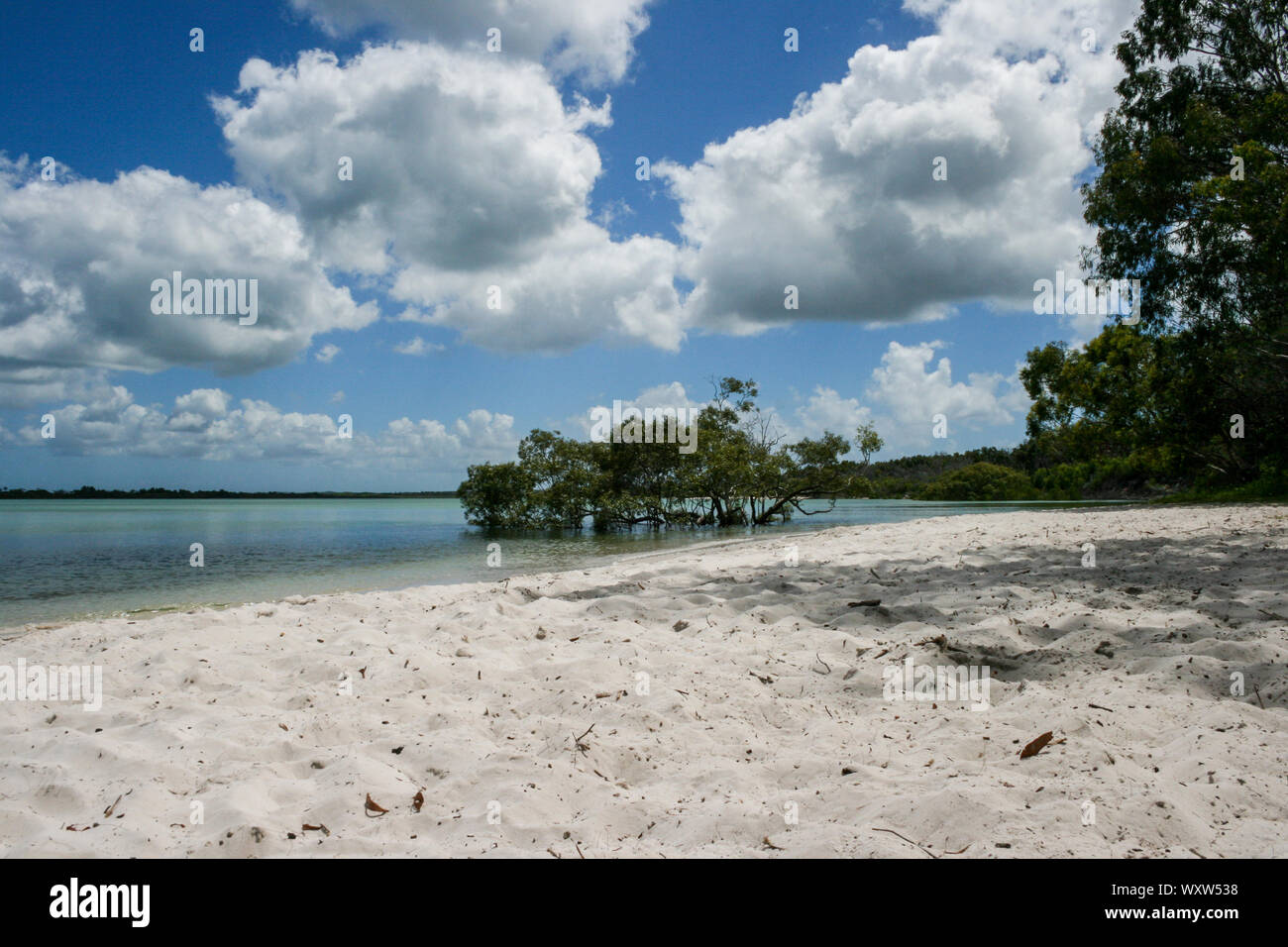 East Coast Strand mit Mangroven auf Fraser Island, Queensland ...