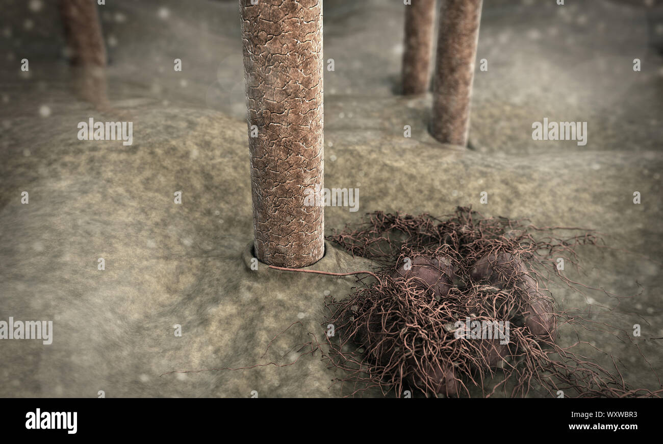 Bild der Haut mit Haaren, Digital erstellte Animation, Querschnitt der ...