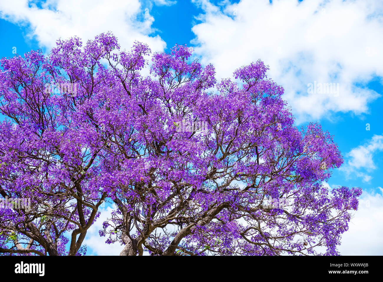 Jacaranda blossom south africa -Fotos und -Bildmaterial in hoher Auflösung – Alamy