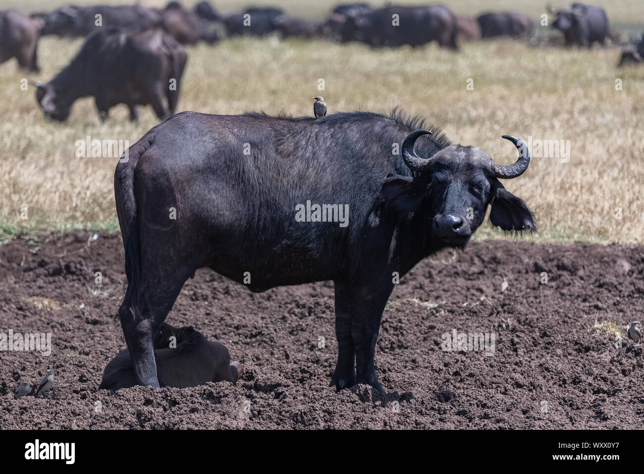 Büffel, der Mutter und ihrem Baby in Tansania, mit Vögeln, Parasiten ...