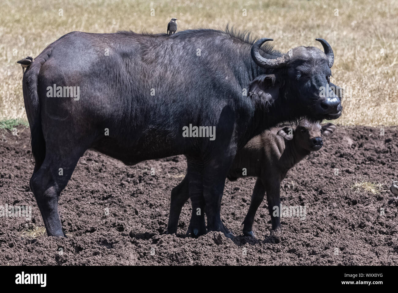 Büffel, der Mutter und ihrem Baby in Tansania, mit Vögeln, Parasiten ...