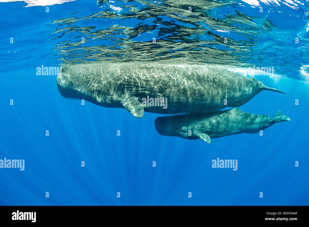 Familien von walen -Fotos und -Bildmaterial in hoher Auflösung – Alamy