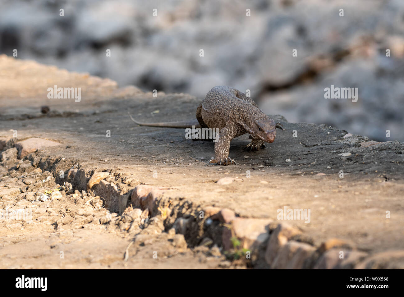 Indische waran -Fotos und -Bildmaterial in hoher Auflösung – Alamy