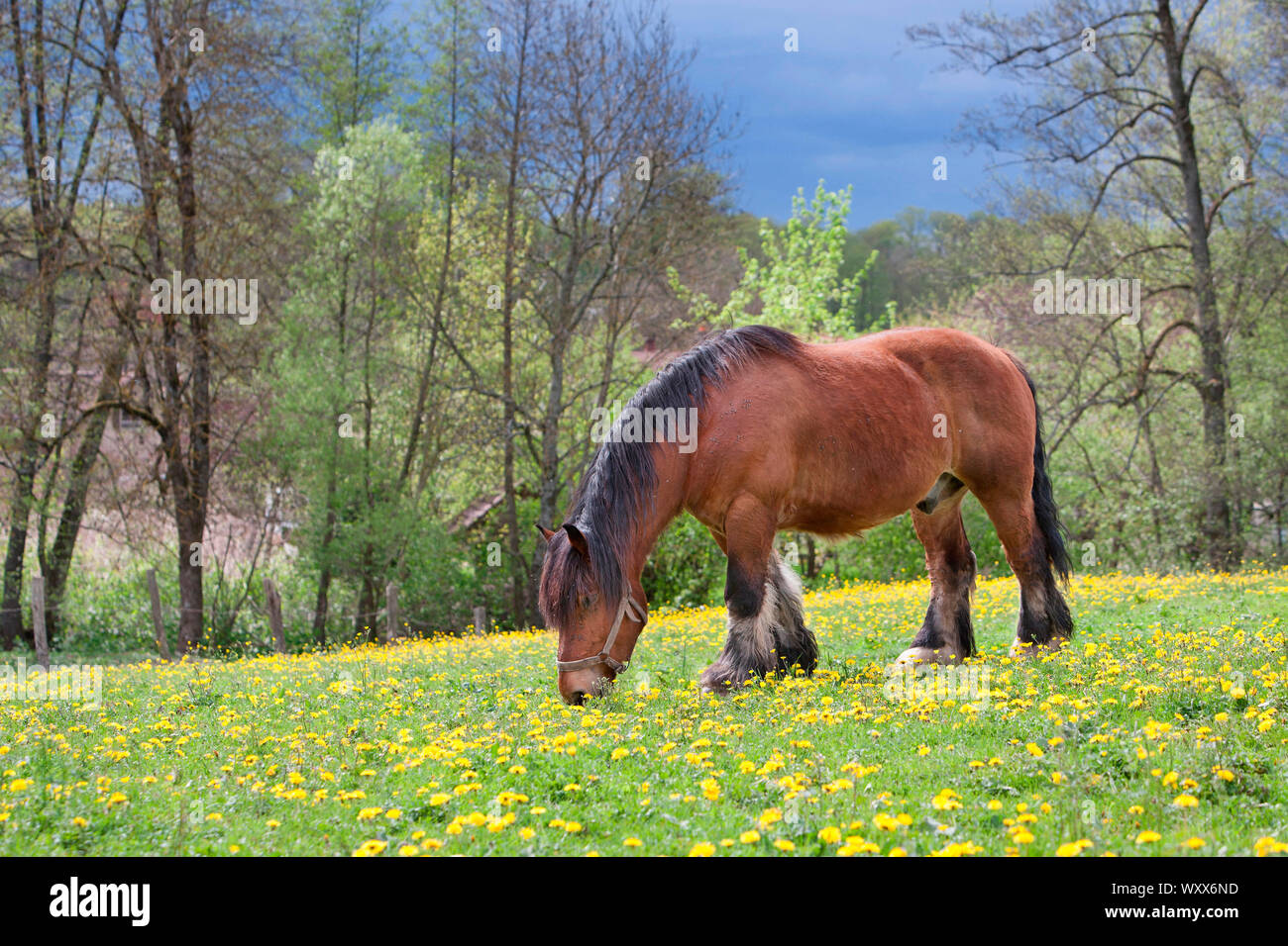 Ardennen pferd -Fotos und -Bildmaterial in hoher Auflösung – Alamy