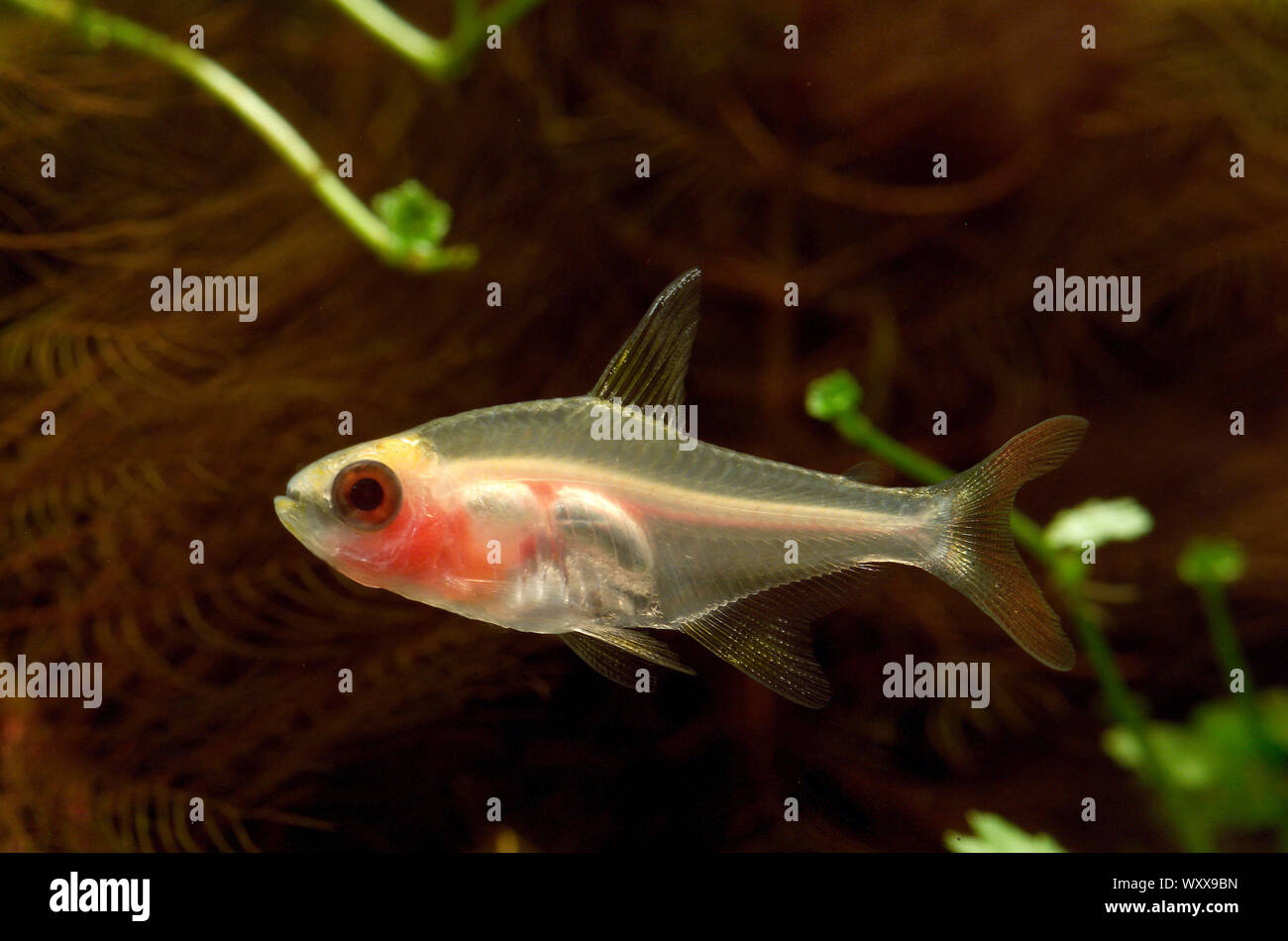 X ray tetra -Fotos und -Bildmaterial in hoher Auflösung – Alamy