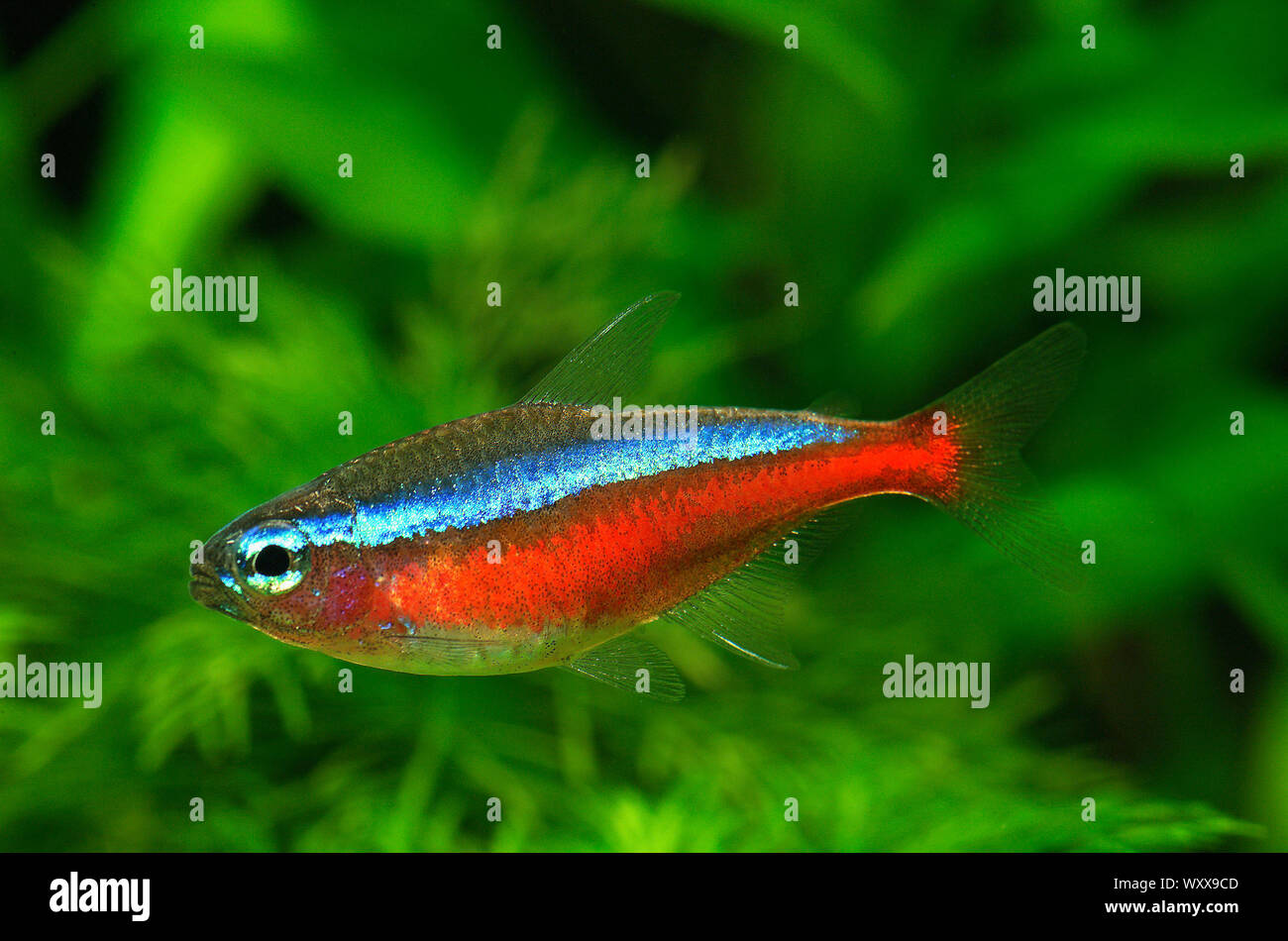 Kardinal Tetra Cheirodon Axelrodi Stockfotos und -bilder Kaufen - Alamy