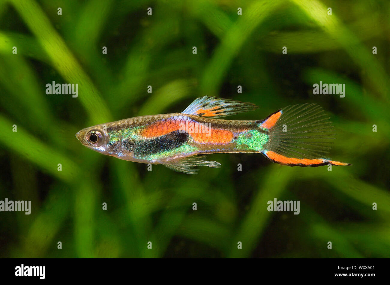 Endlers Guppy (Poecilia wingei) Männlich Stockfotografie - Alamy