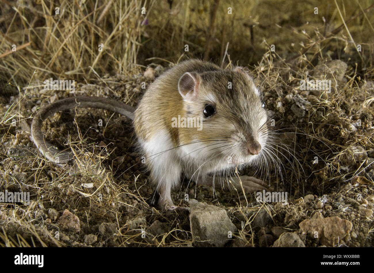 Giant kangaroo -Fotos und -Bildmaterial in hoher Auflösung – Alamy