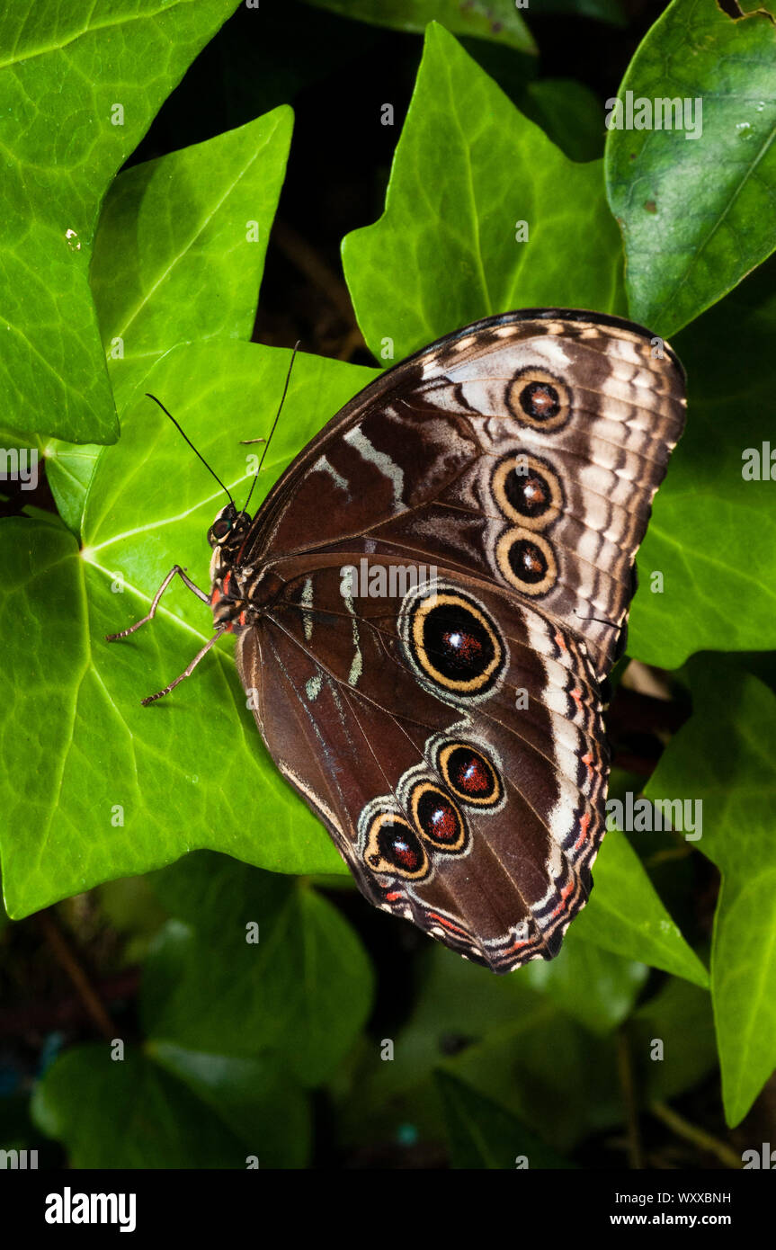 Blue morpho morpho peleides limpida -Fotos und -Bildmaterial in hoher ...