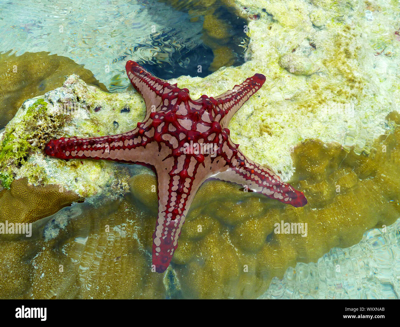 Seestern Magen Stockfotos und -bilder Kaufen - Alamy
